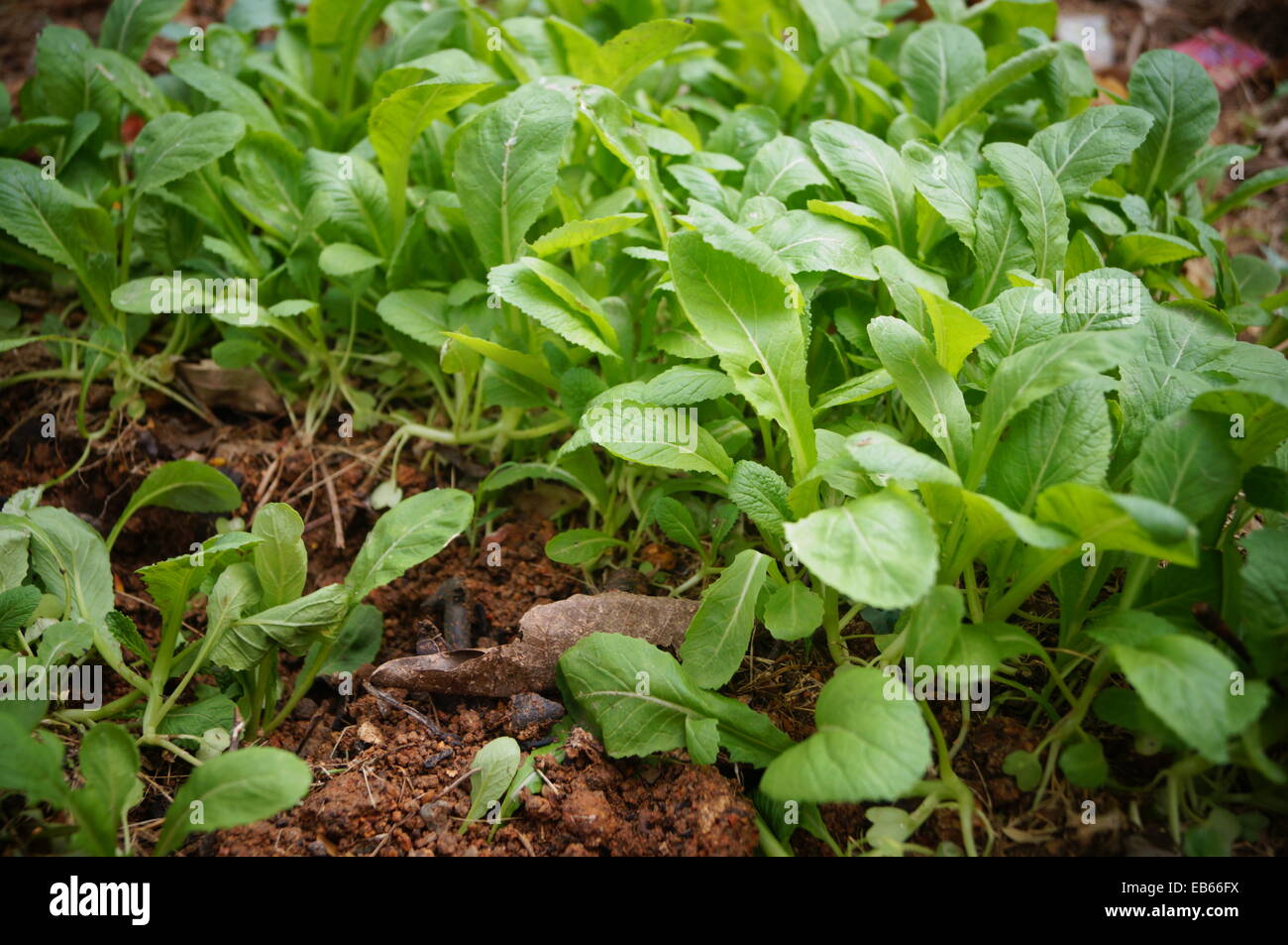 Leafy vegetables hi-res stock photography and images - Alamy