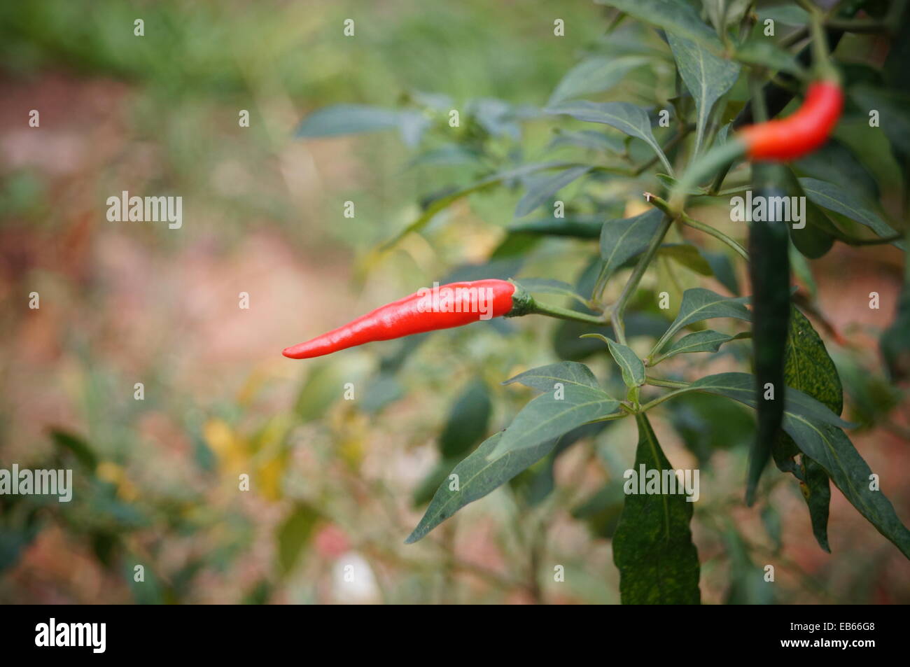 Pepper and pepper tree Stock Photo - Alamy