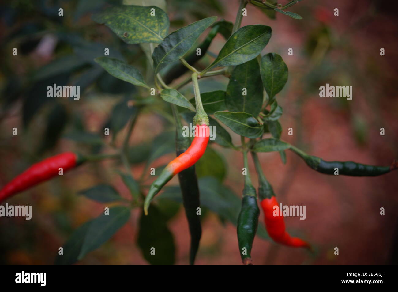 Pepper and pepper tree Stock Photo - Alamy