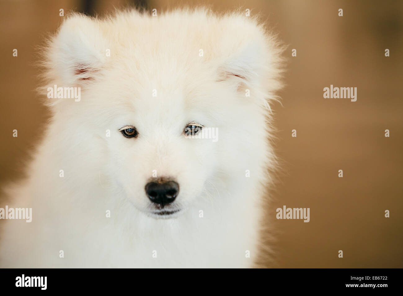 White Samoyed Dog Puppy Whelp Close Up Portrait Stock Photo - Alamy
