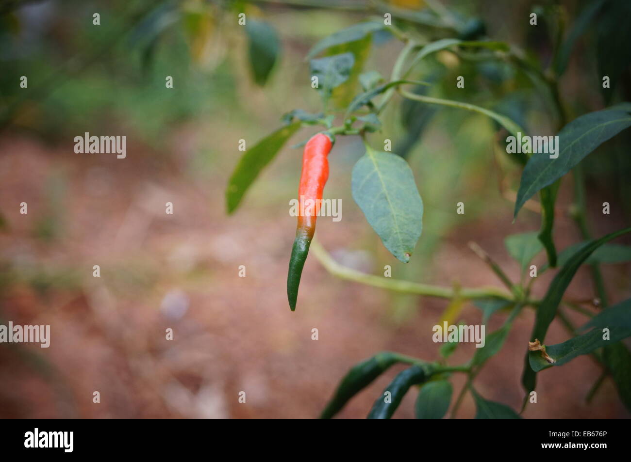 Pepper and pepper tree Stock Photo - Alamy
