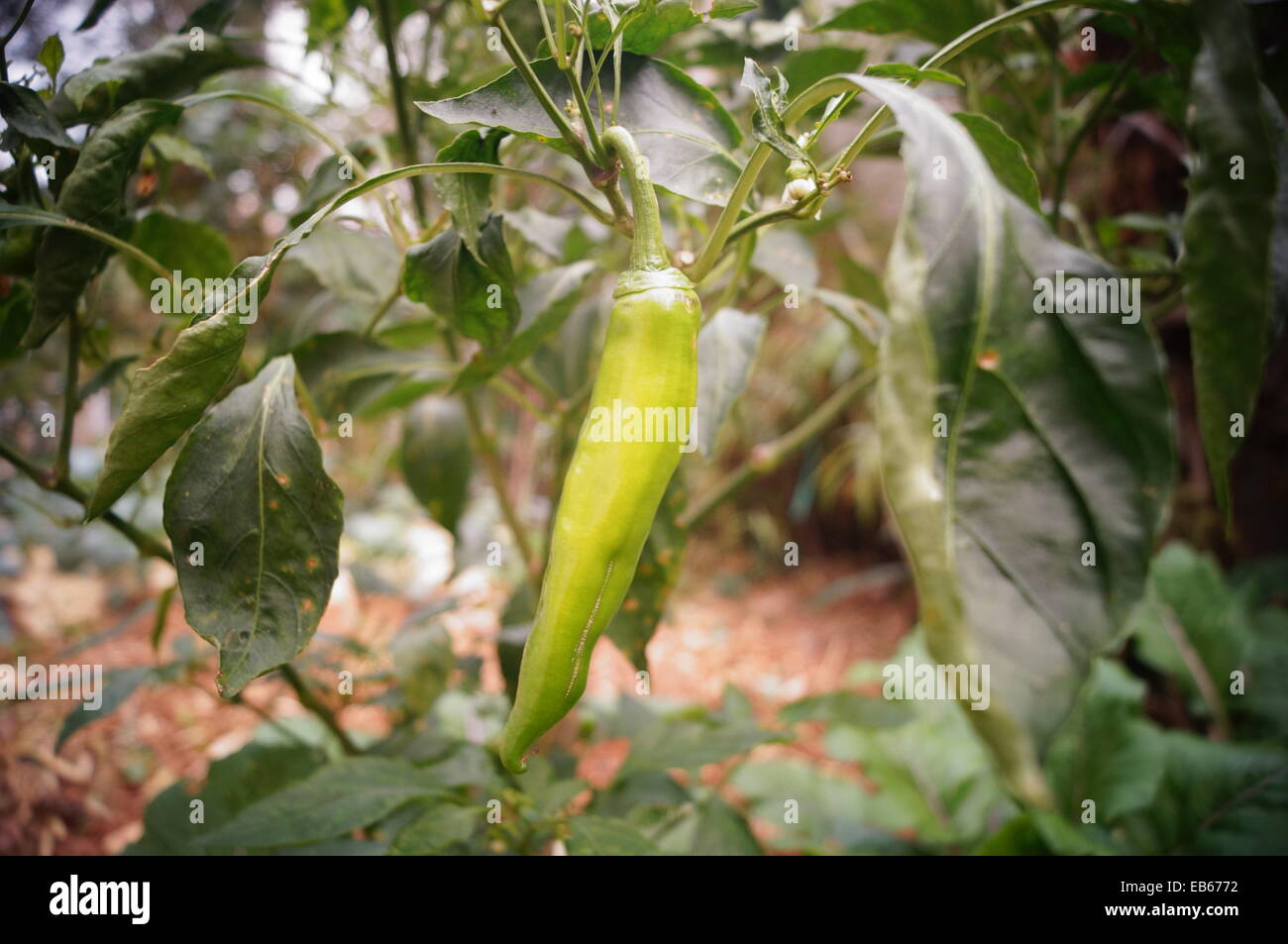 Pepper and pepper tree Stock Photo - Alamy