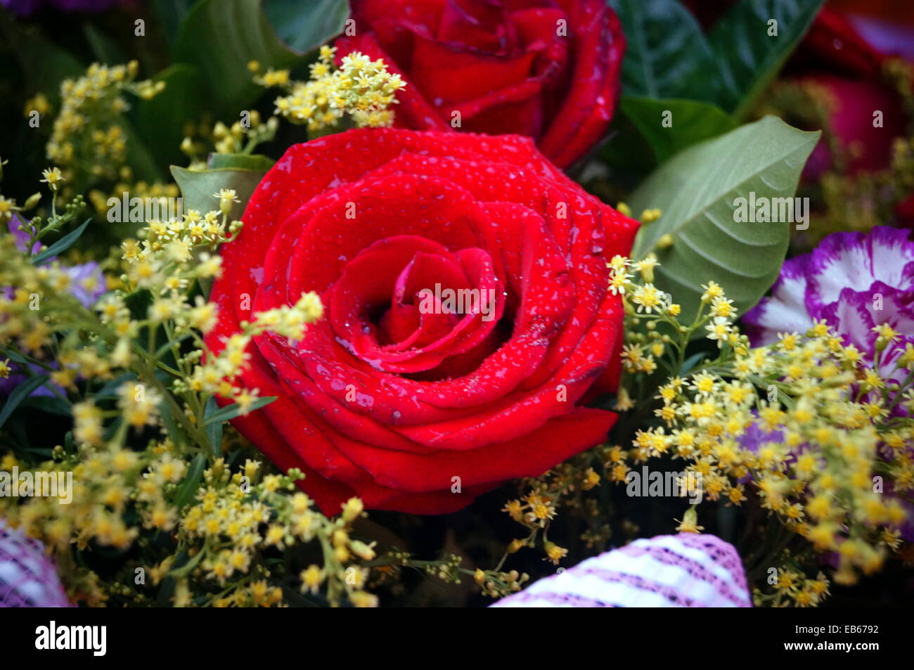 Rose, on display in a flower shop, ready to sell Stock Photo - Alamy
