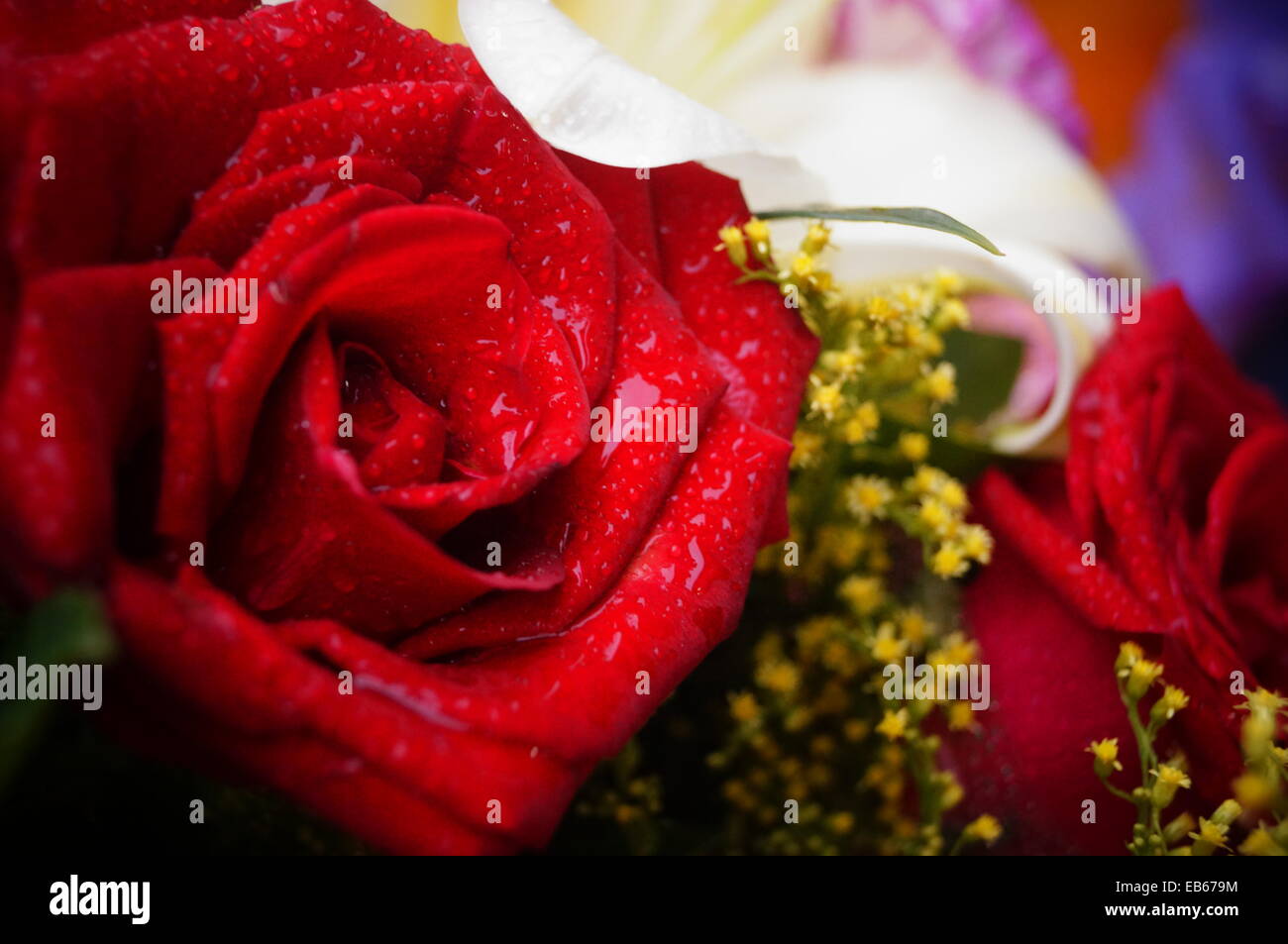 Rose, on display in a flower shop, ready to sell Stock Photo - Alamy