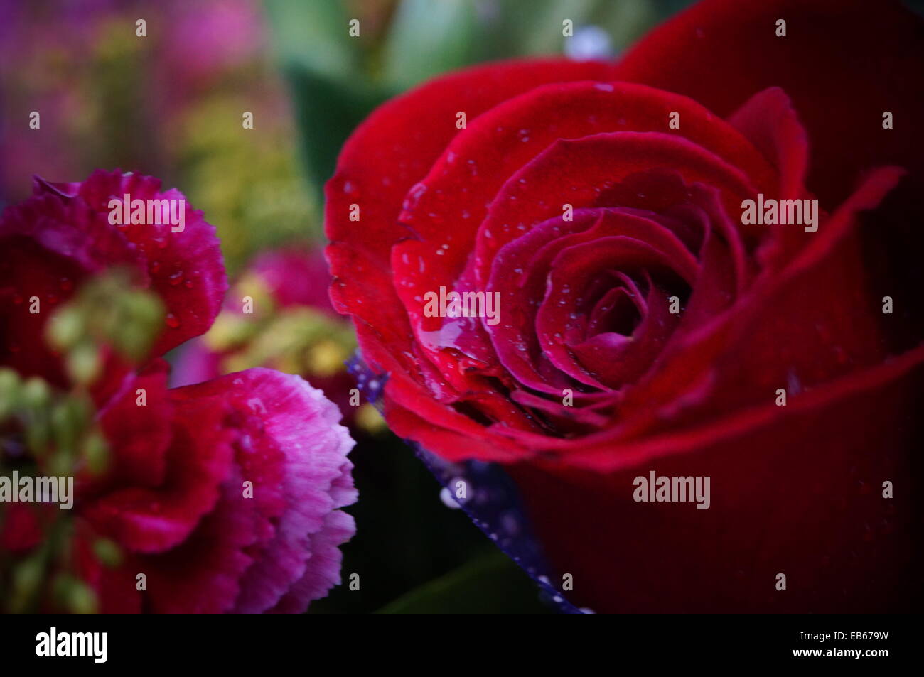 Rose, on display in a flower shop, ready to sell Stock Photo - Alamy