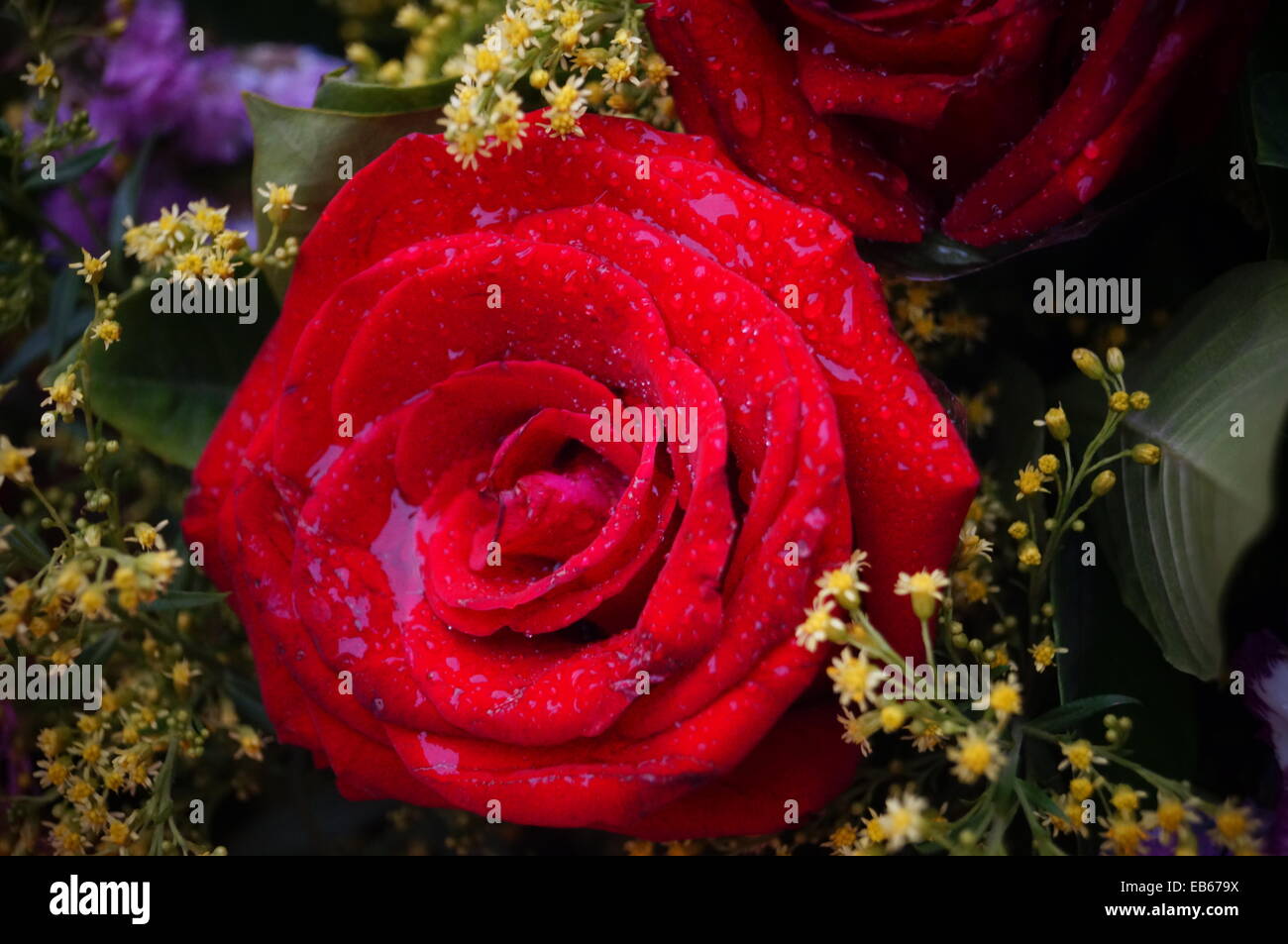 Rose, on display in a flower shop, ready to sell Stock Photo - Alamy
