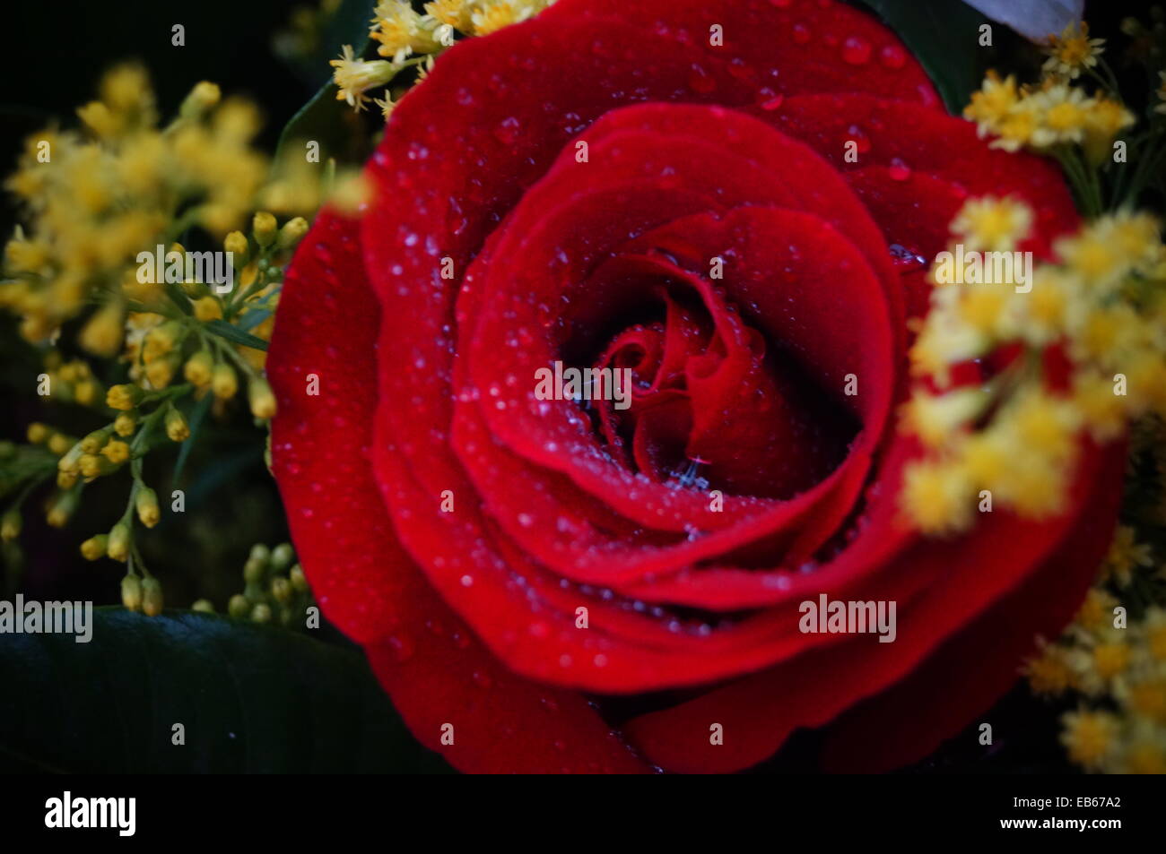 Rose, on display in a flower shop, ready to sell Stock Photo - Alamy