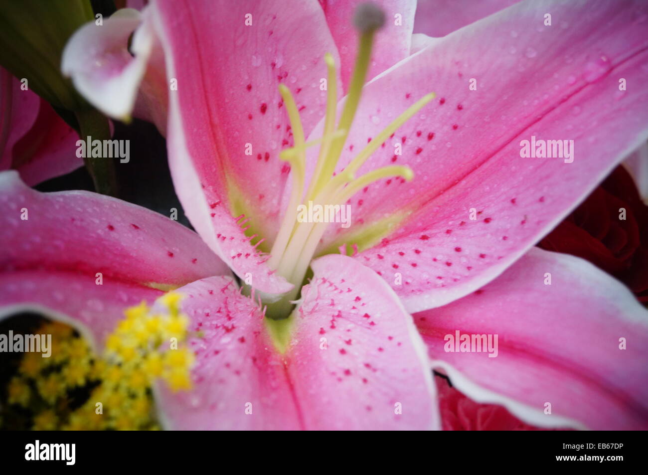 Rose, on display in a flower shop, ready to sell Stock Photo - Alamy