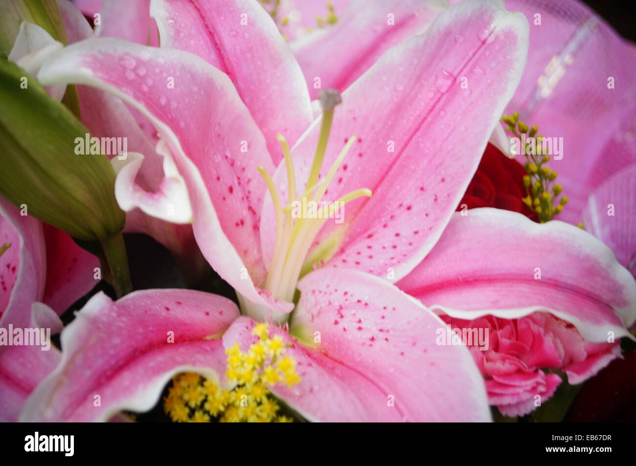 Rose, on display in a flower shop, ready to sell Stock Photo - Alamy