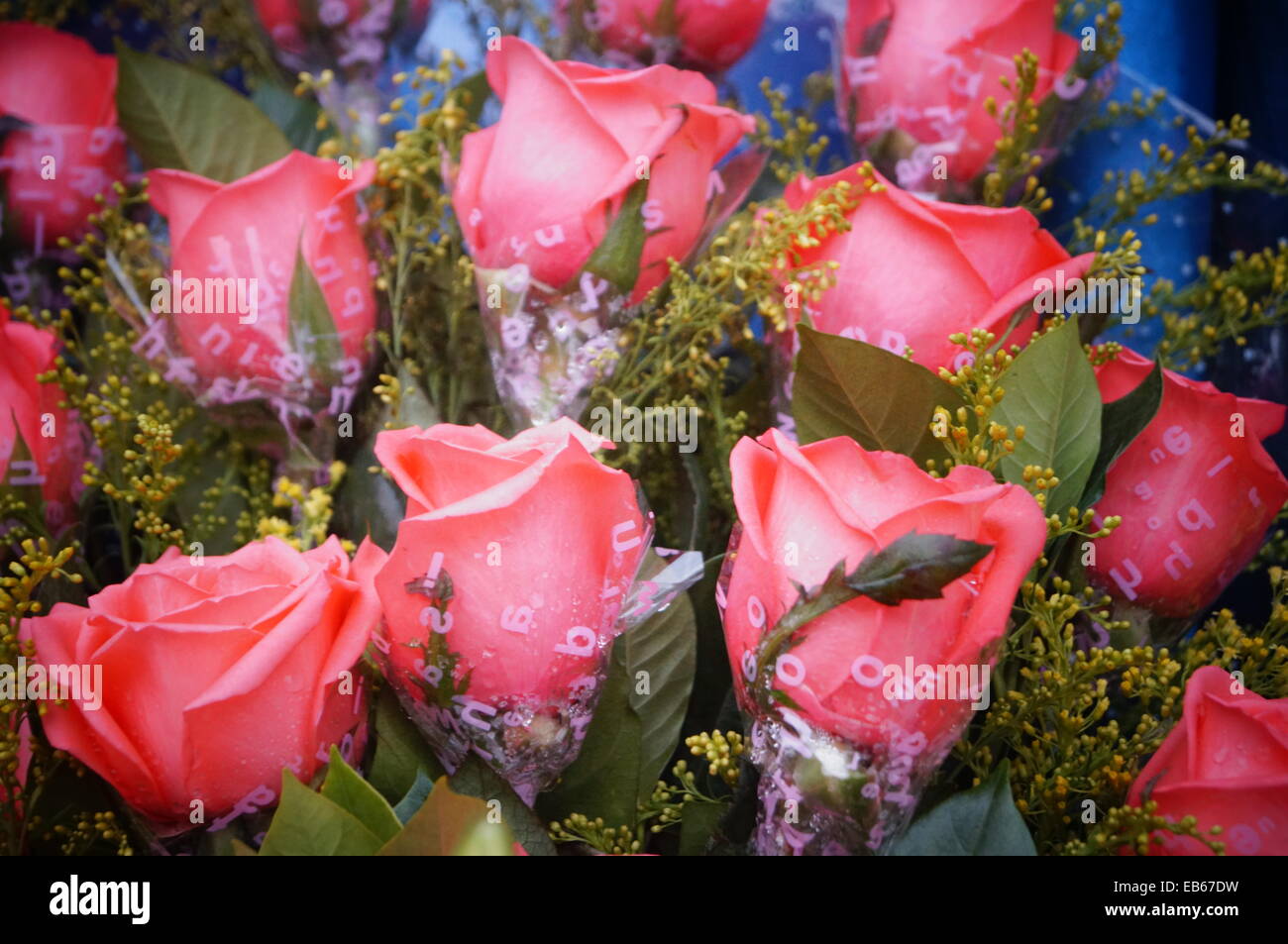 Rose flo hi-res stock photography and images - Alamy