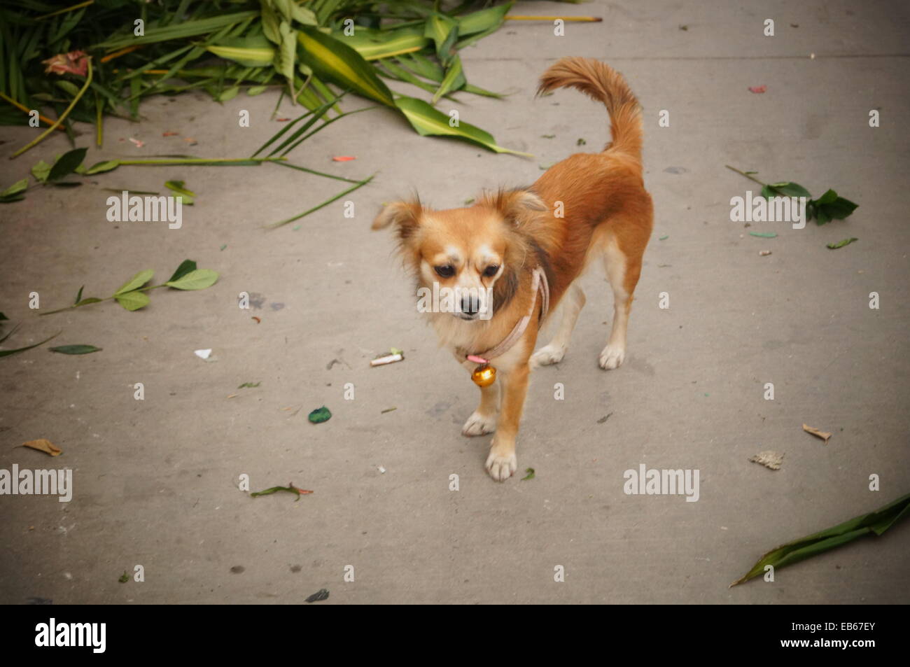 A yellow dog Stock Photo - Alamy