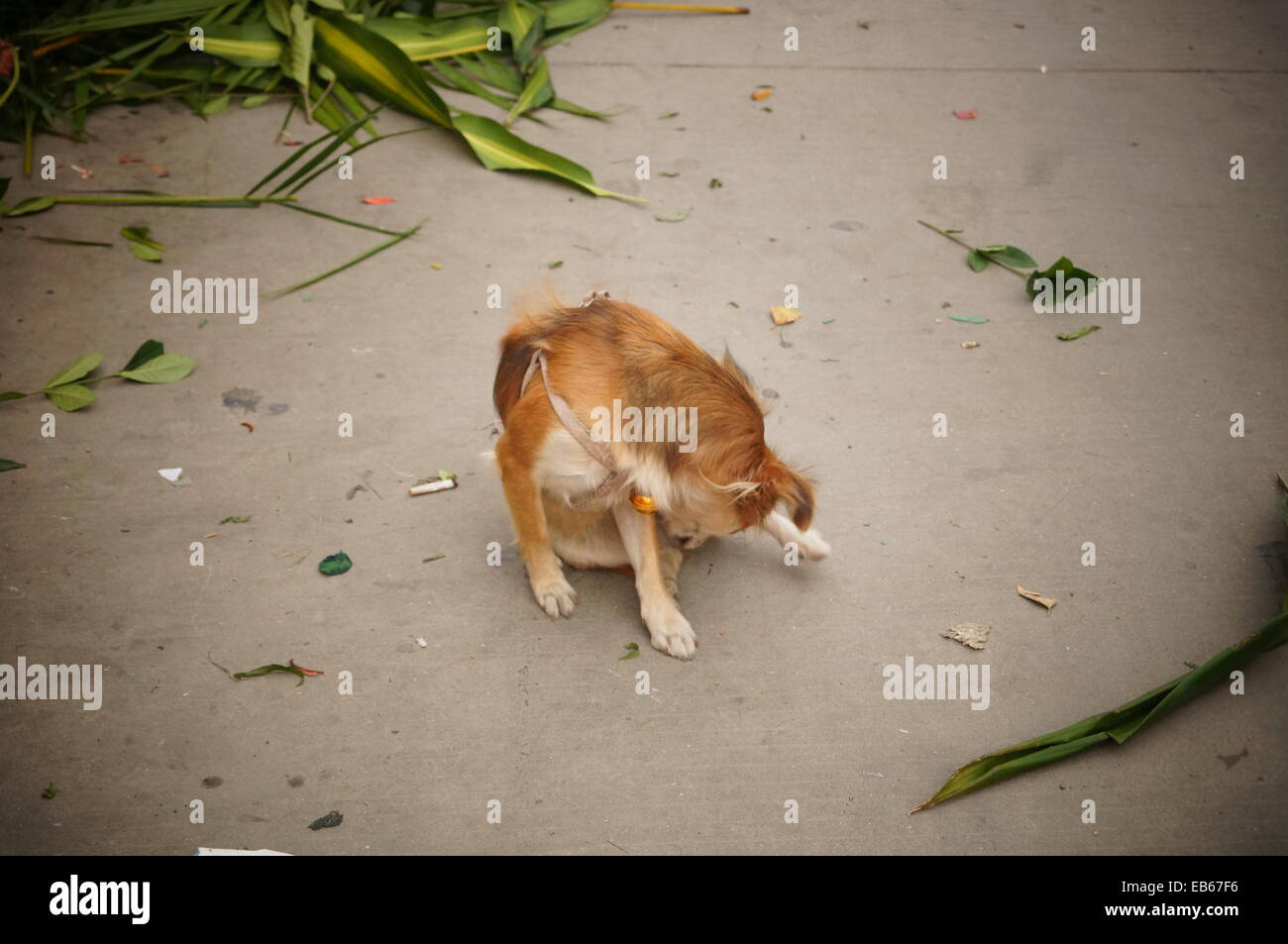 A yellow dog Stock Photo - Alamy