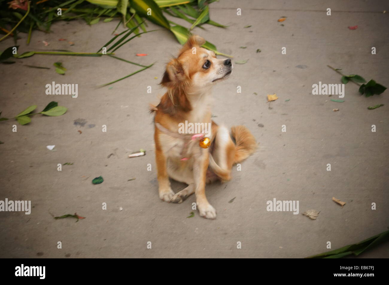 A yellow dog Stock Photo - Alamy