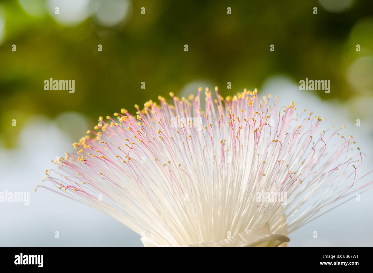 Fish Poison Tree or Putat or Sea Poison Tree or Barringtonia asiatica ...