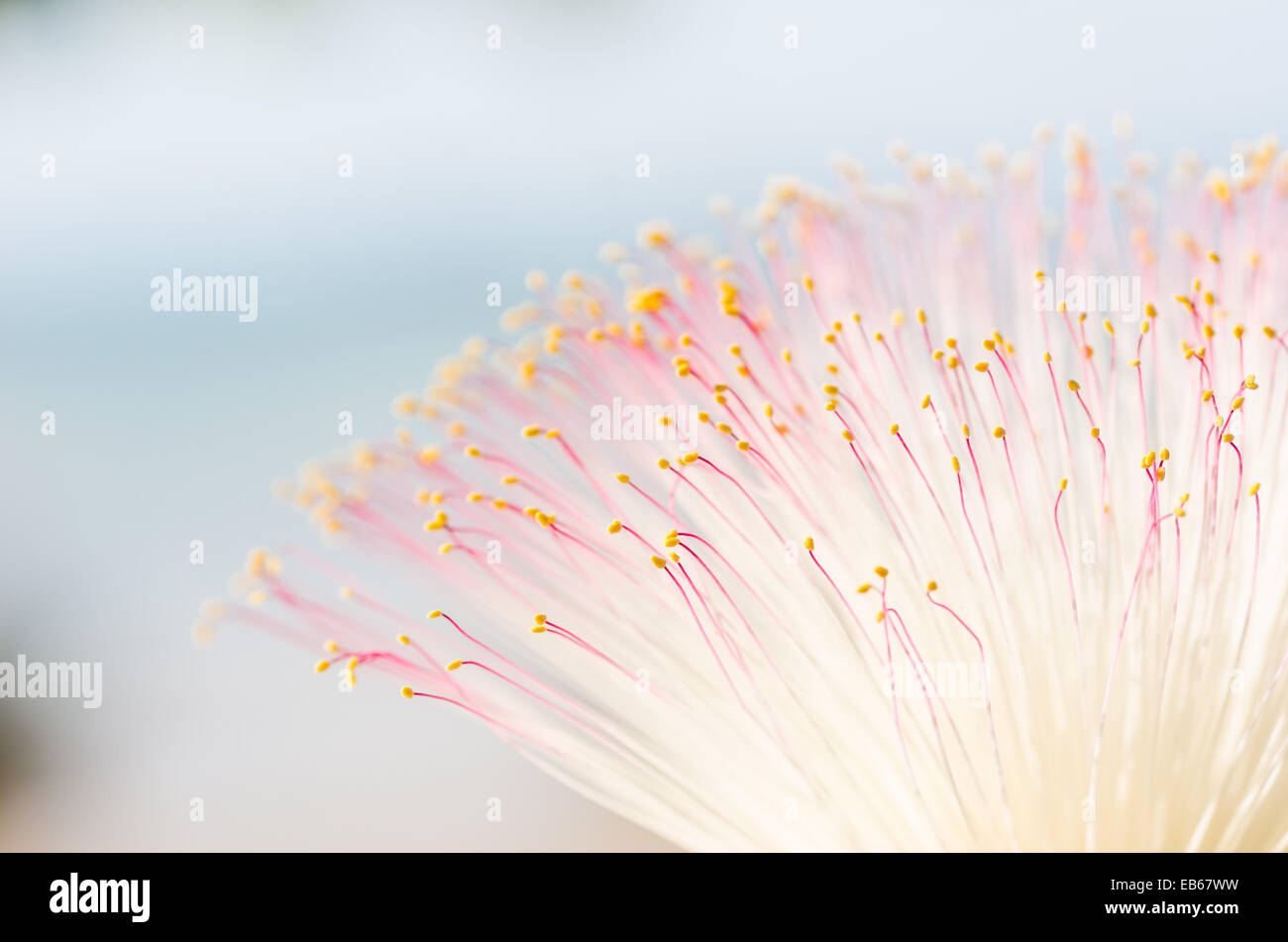 Fish Poison Tree or Putat or Sea Poison Tree or Barringtonia asiatica ...
