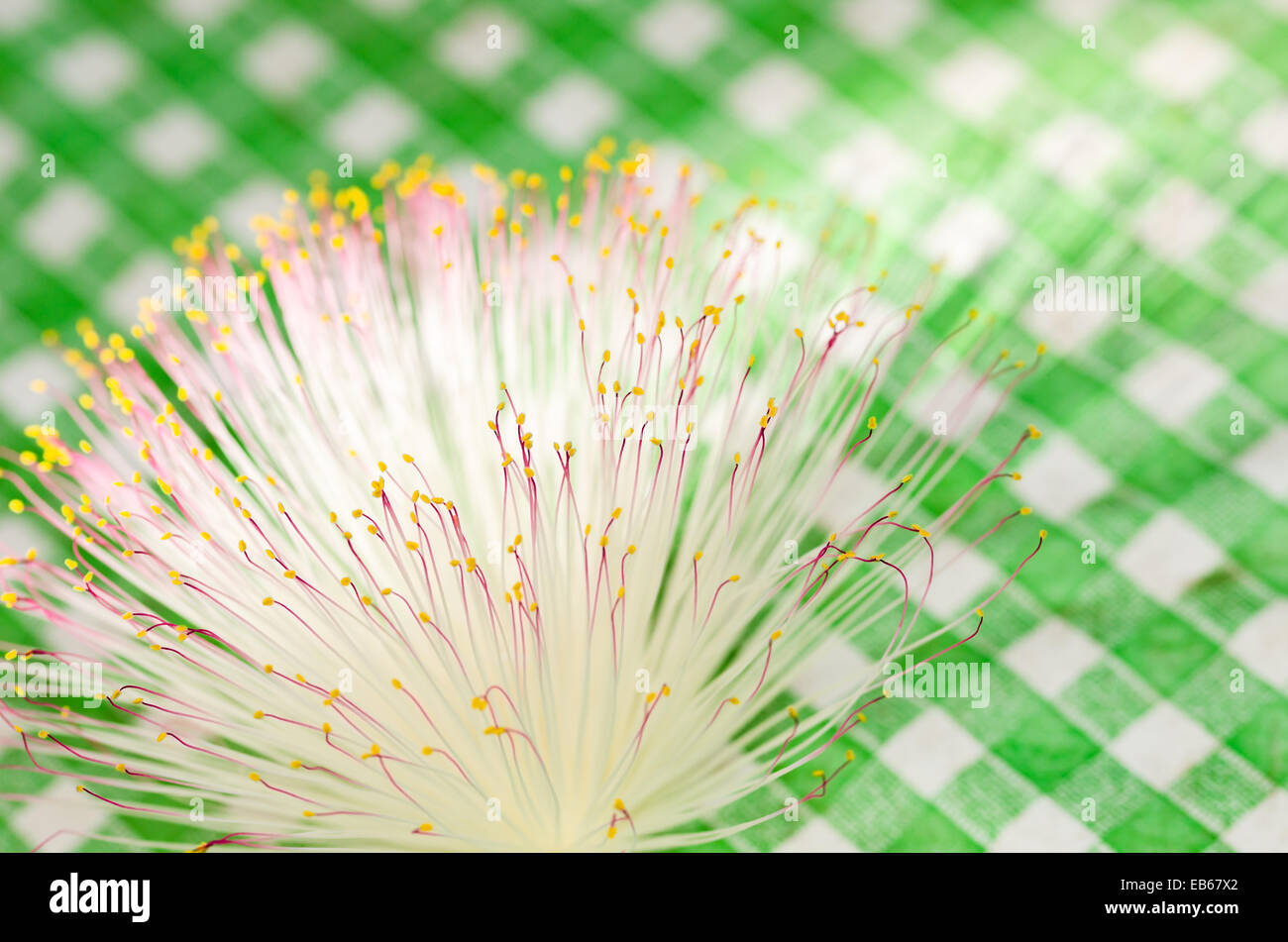 Fruit of fish poison tree hi-res stock photography and images - Alamy