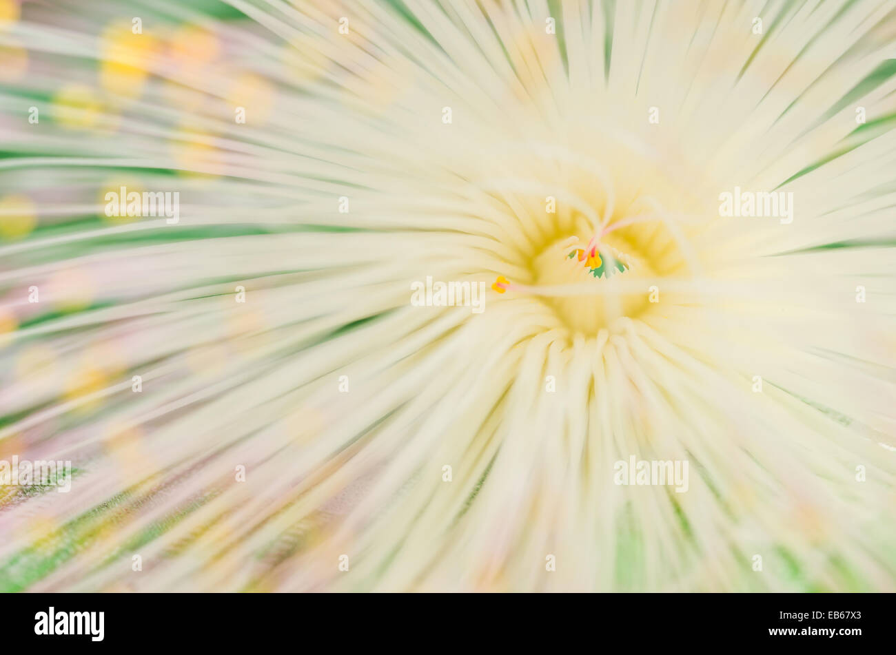 Fish Poison Tree or Putat or Sea Poison Tree or Barringtonia asiatica ...