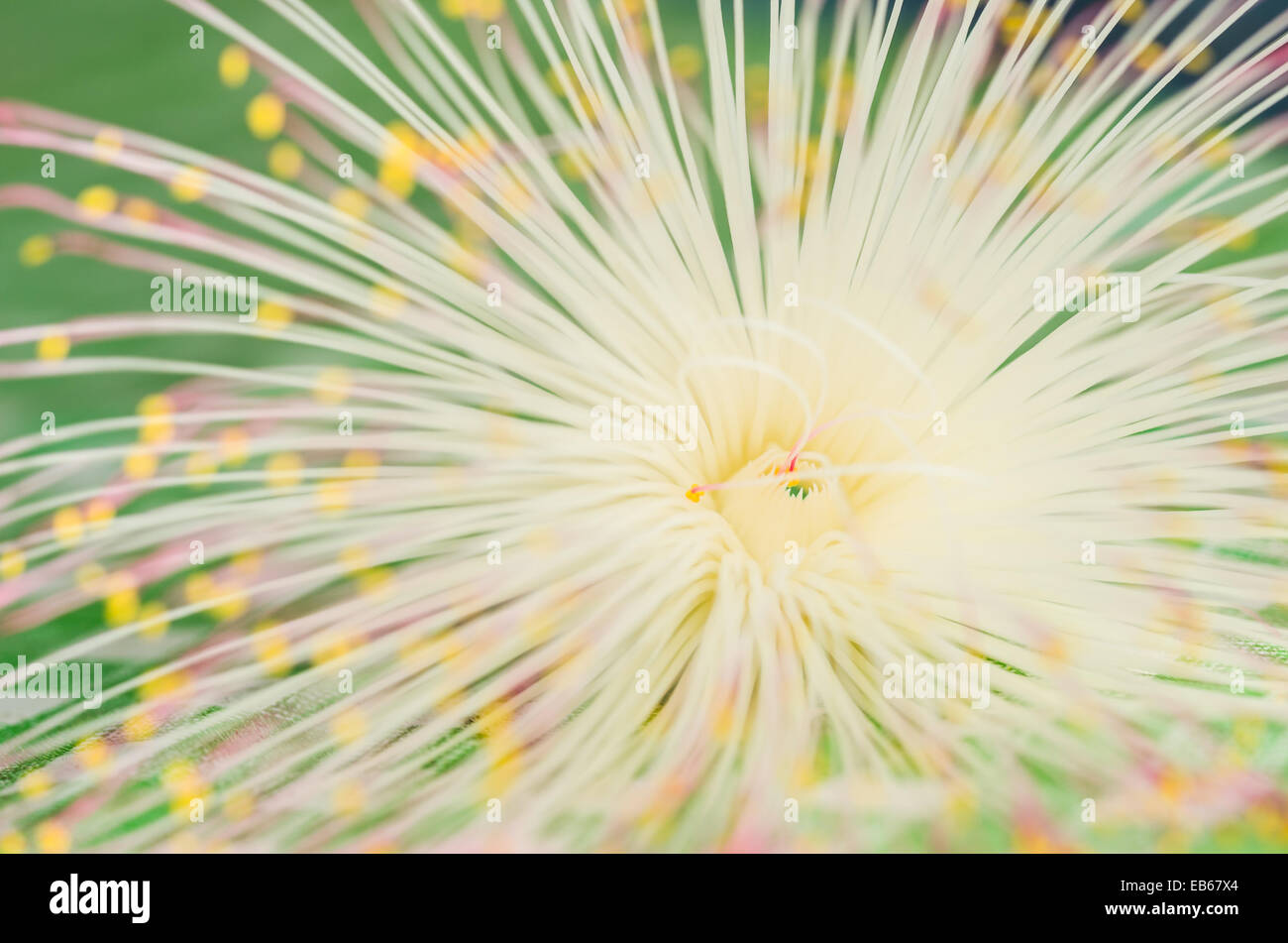 Fish Poison Tree or Putat or Sea Poison Tree or Barringtonia asiatica ...