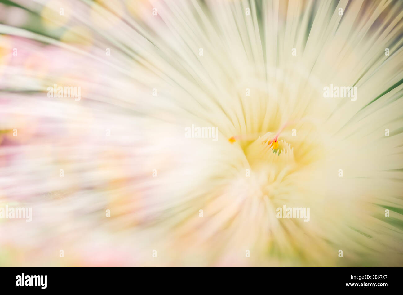 Fish Poison Tree or Putat or Sea Poison Tree or Barringtonia asiatica ...