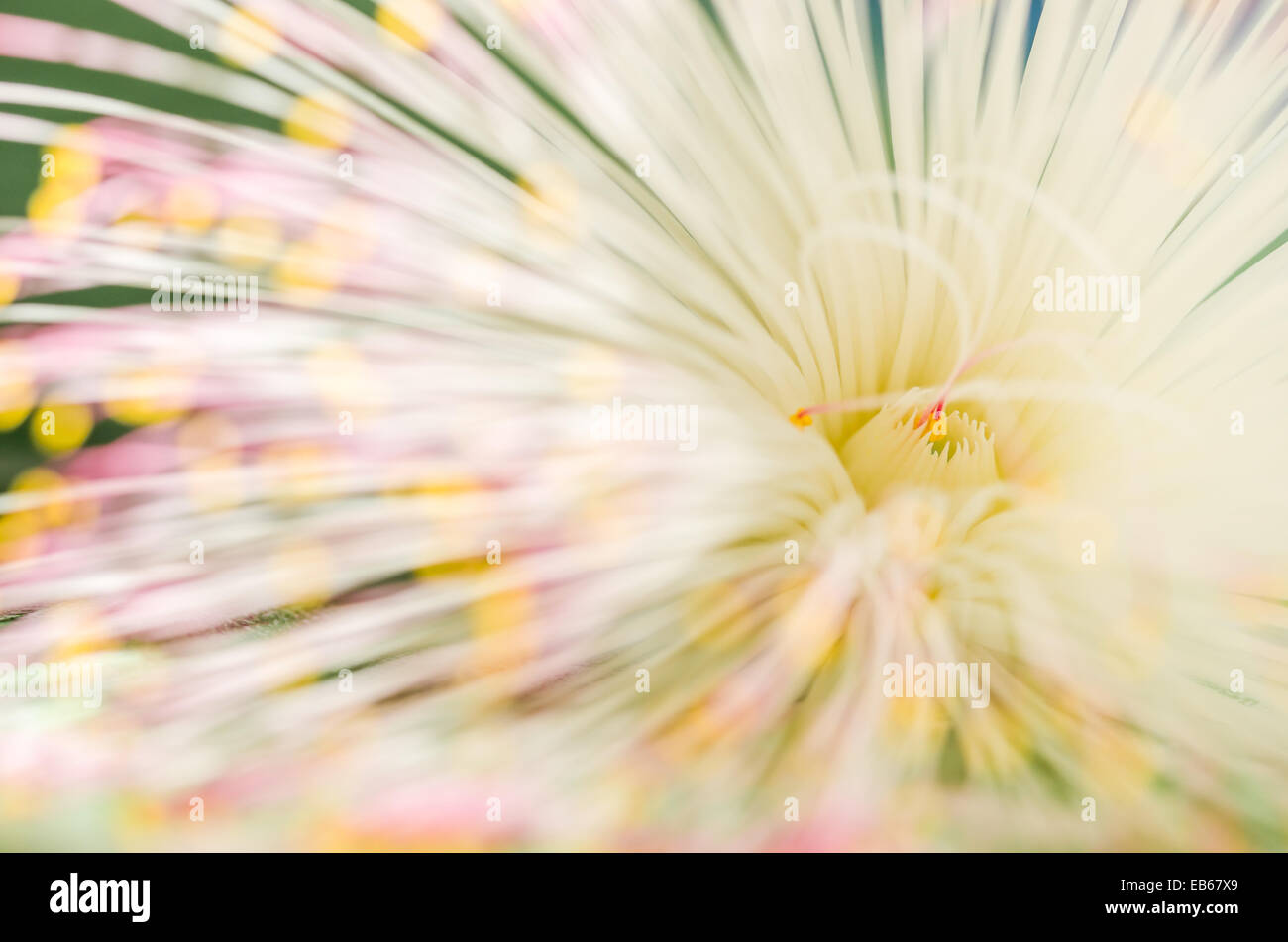 Fish Poison Tree or Putat or Sea Poison Tree or Barringtonia asiatica ...