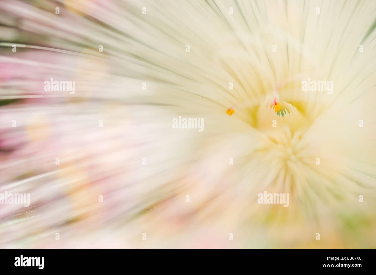 Fish Poison Tree or Putat or Sea Poison Tree or Barringtonia asiatica ...