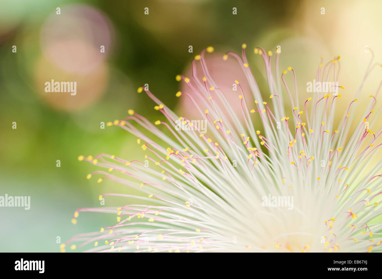 Fish Poison Tree or Putat or Sea Poison Tree or Barringtonia asiatica ...