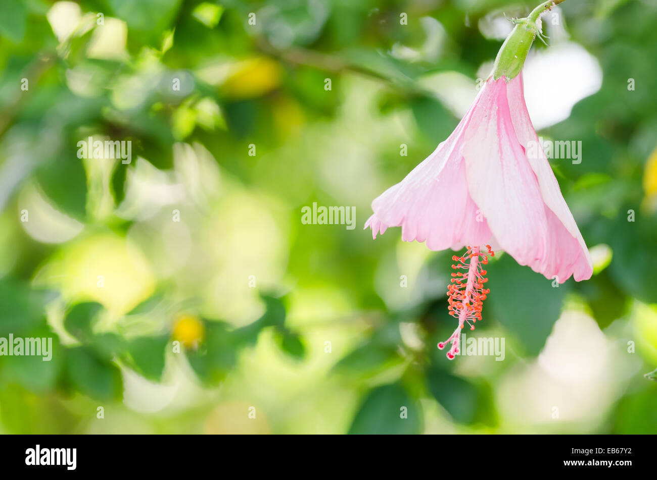 Shoe Flower or Hibiscus or Chinese rose or Hibiscus rosa sinensis ...