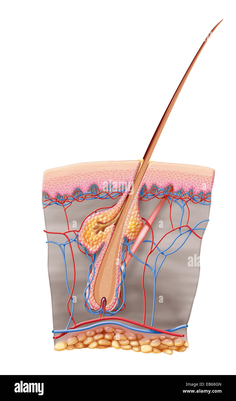 Dermis superficial hi-res stock photography and images - Alamy