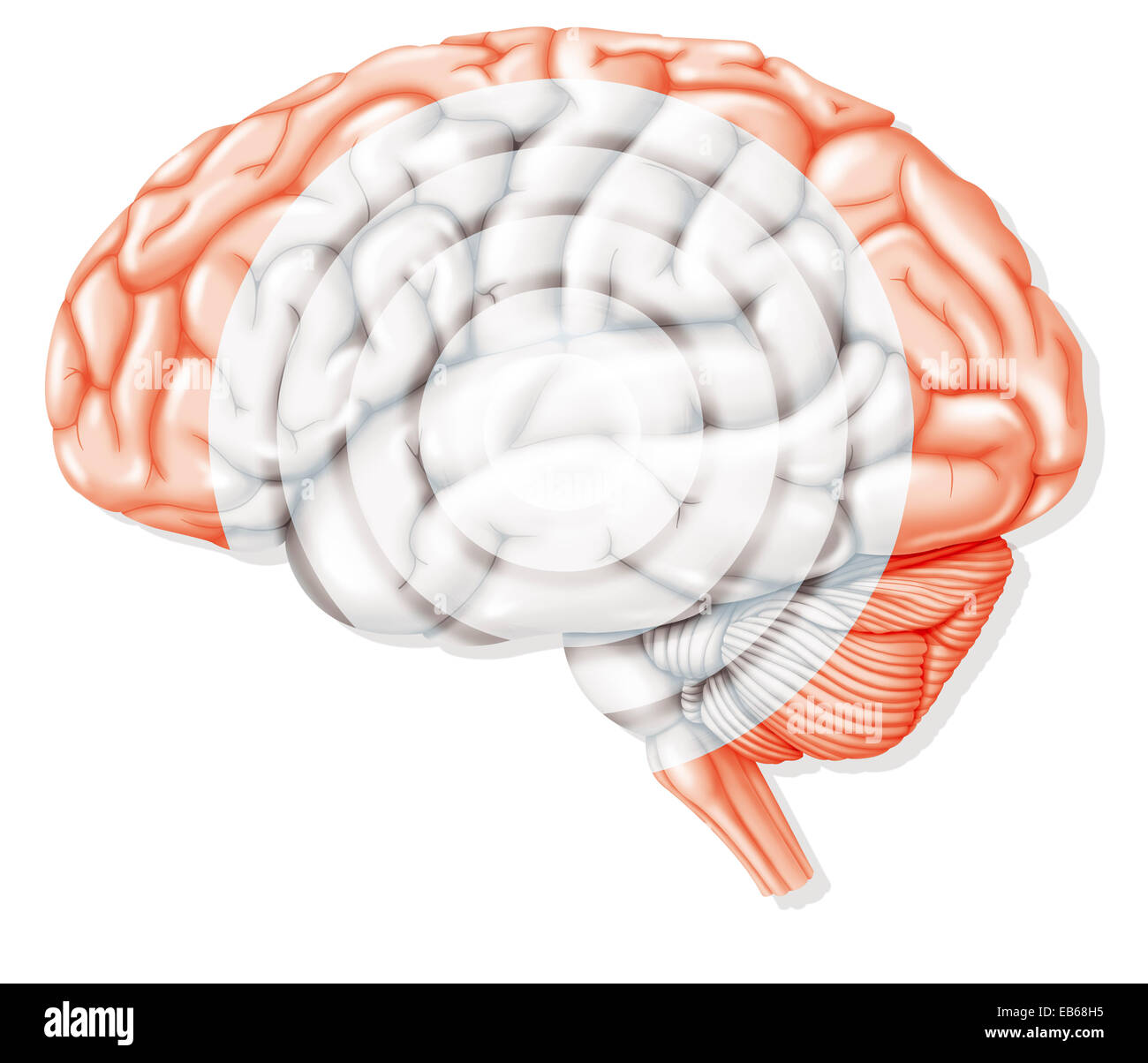 Medical coma hi-res stock photography and images - Alamy