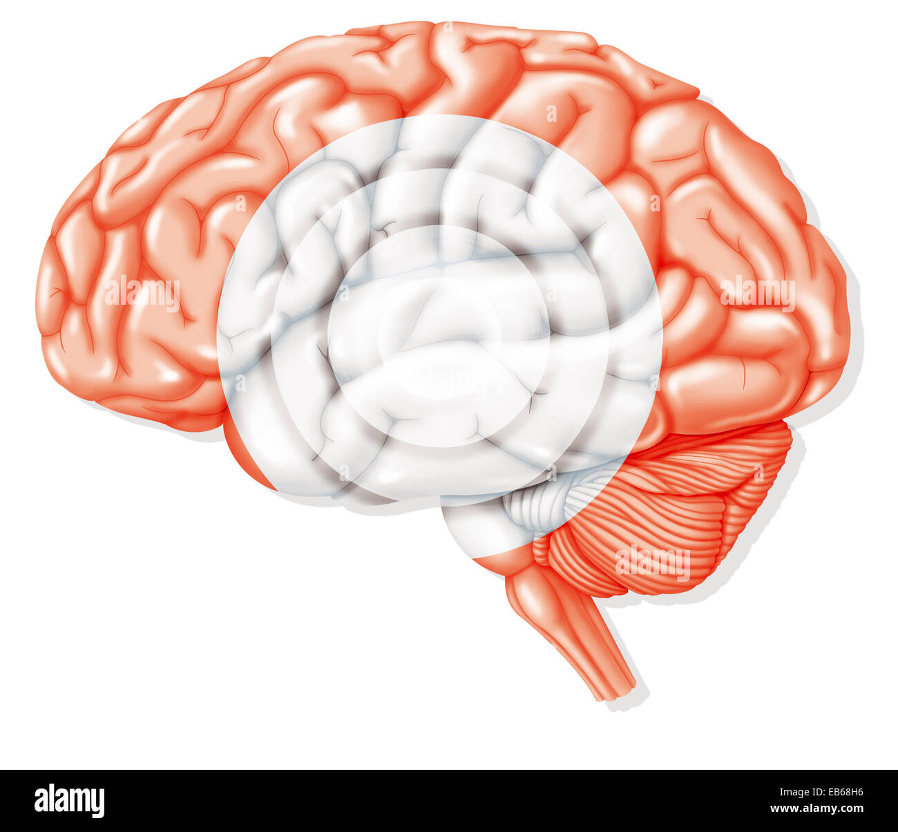 Medical coma hi-res stock photography and images - Alamy
