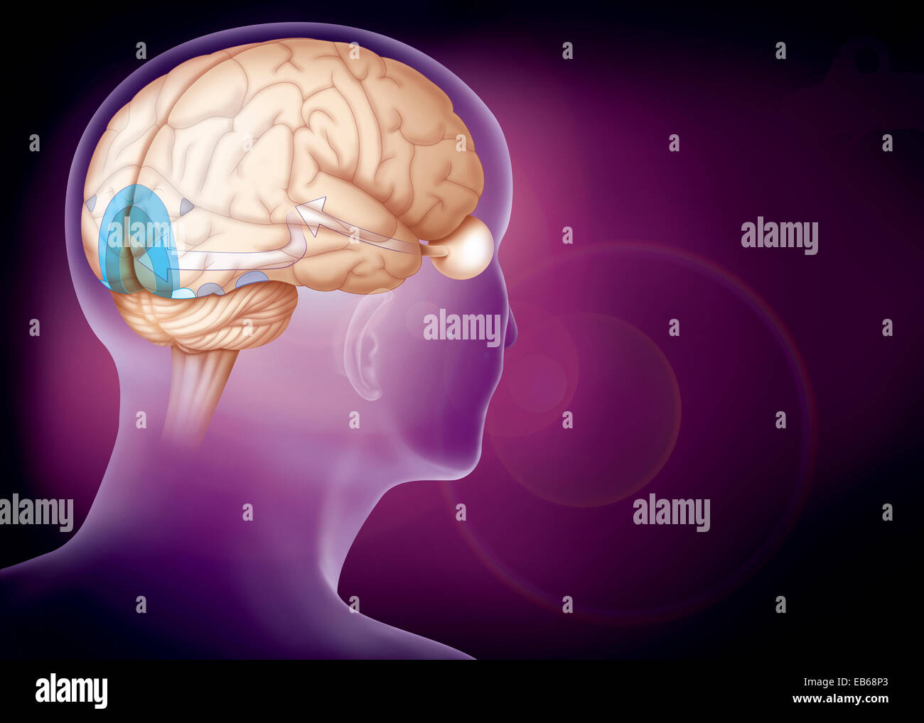 Primary visual area hi-res stock photography and images - Alamy