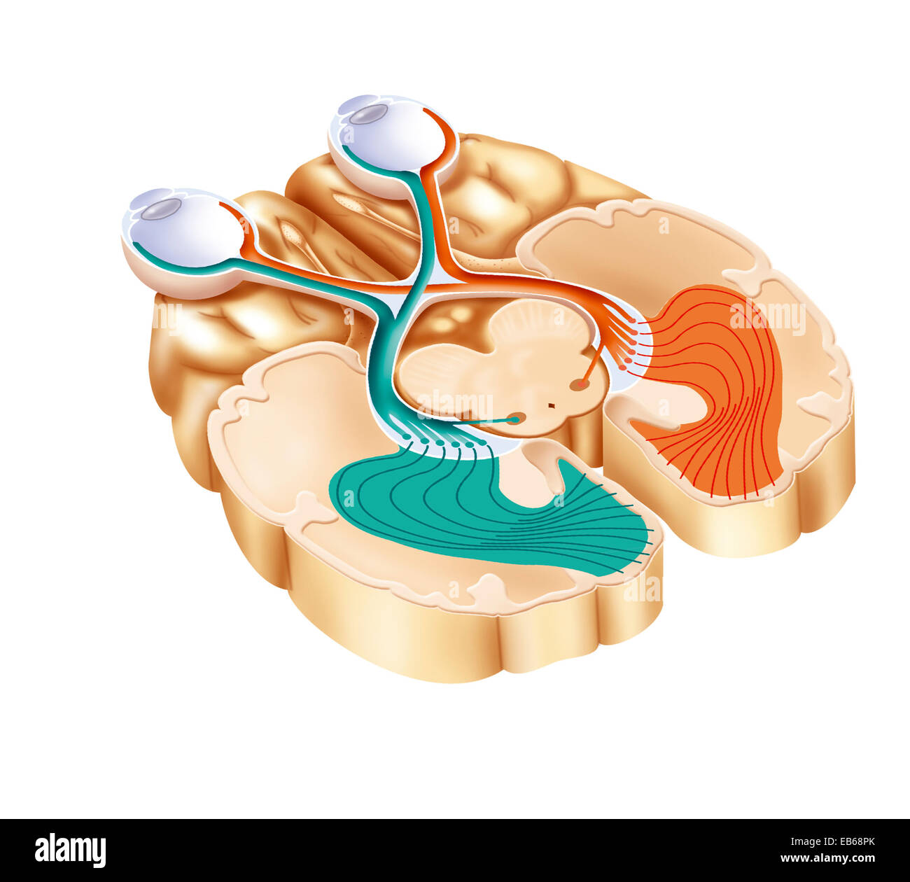 Superior colliculus hi-res stock photography and images - Alamy