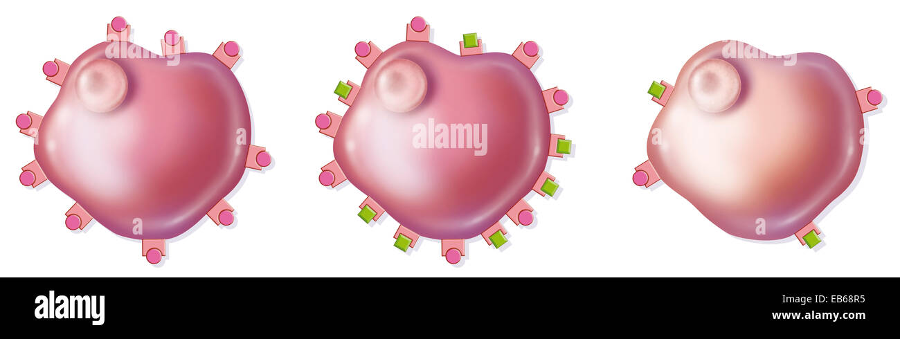 Carcinology hi-res stock photography and images - Alamy