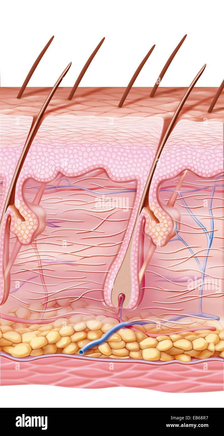 Skin Layers High Resolution Stock Photography and Images - Alamy