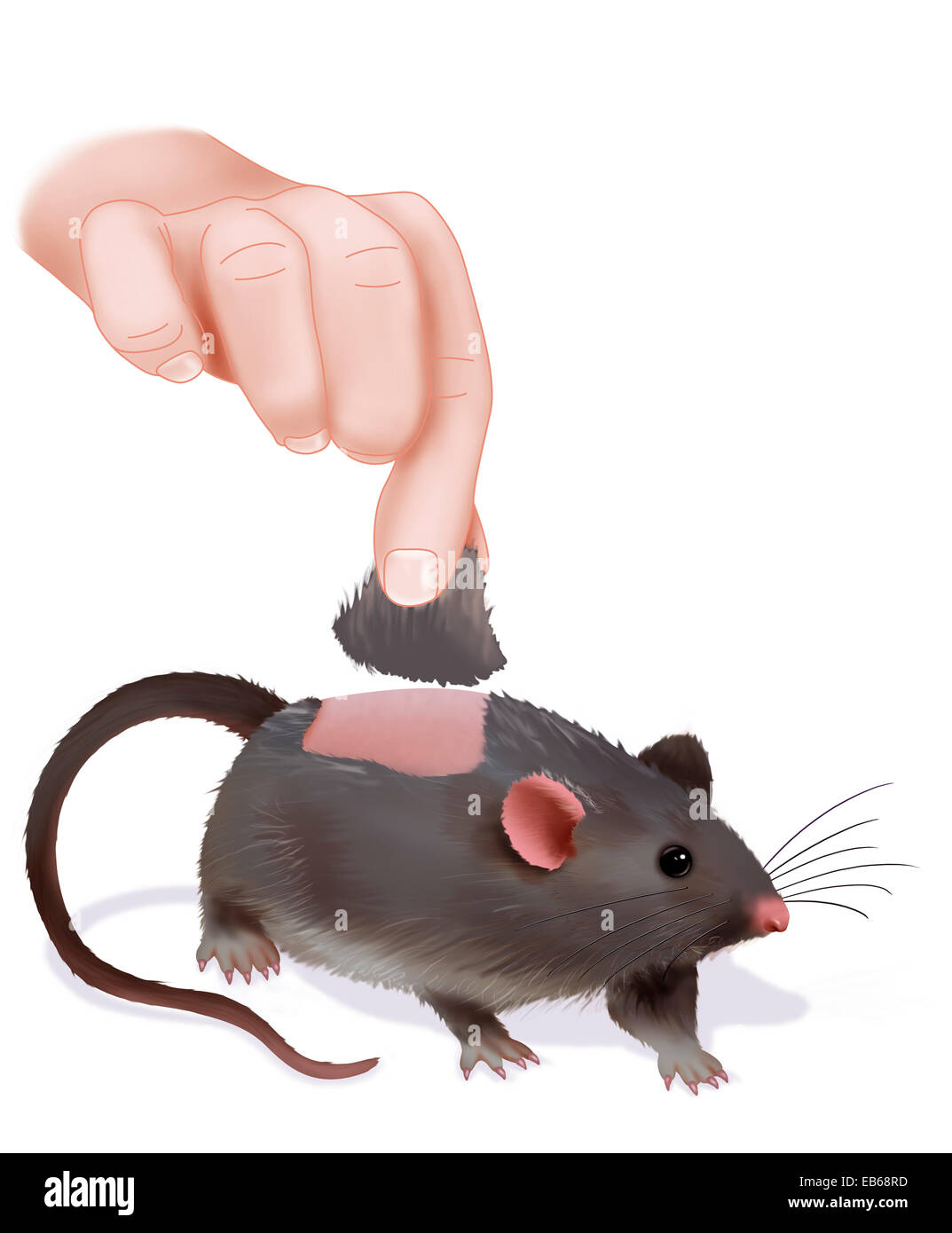 Hands mouse Cut Out Stock Images & Pictures - Alamy