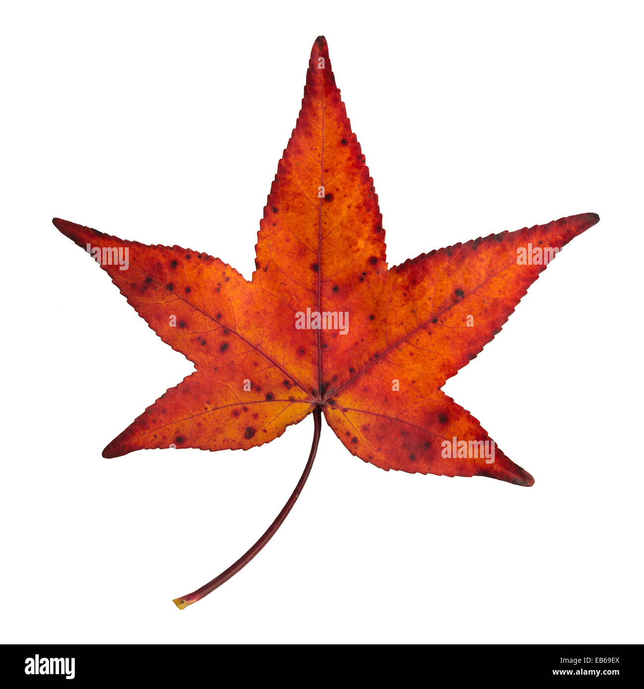 Brown and red leaf hi-res stock photography and images - Alamy