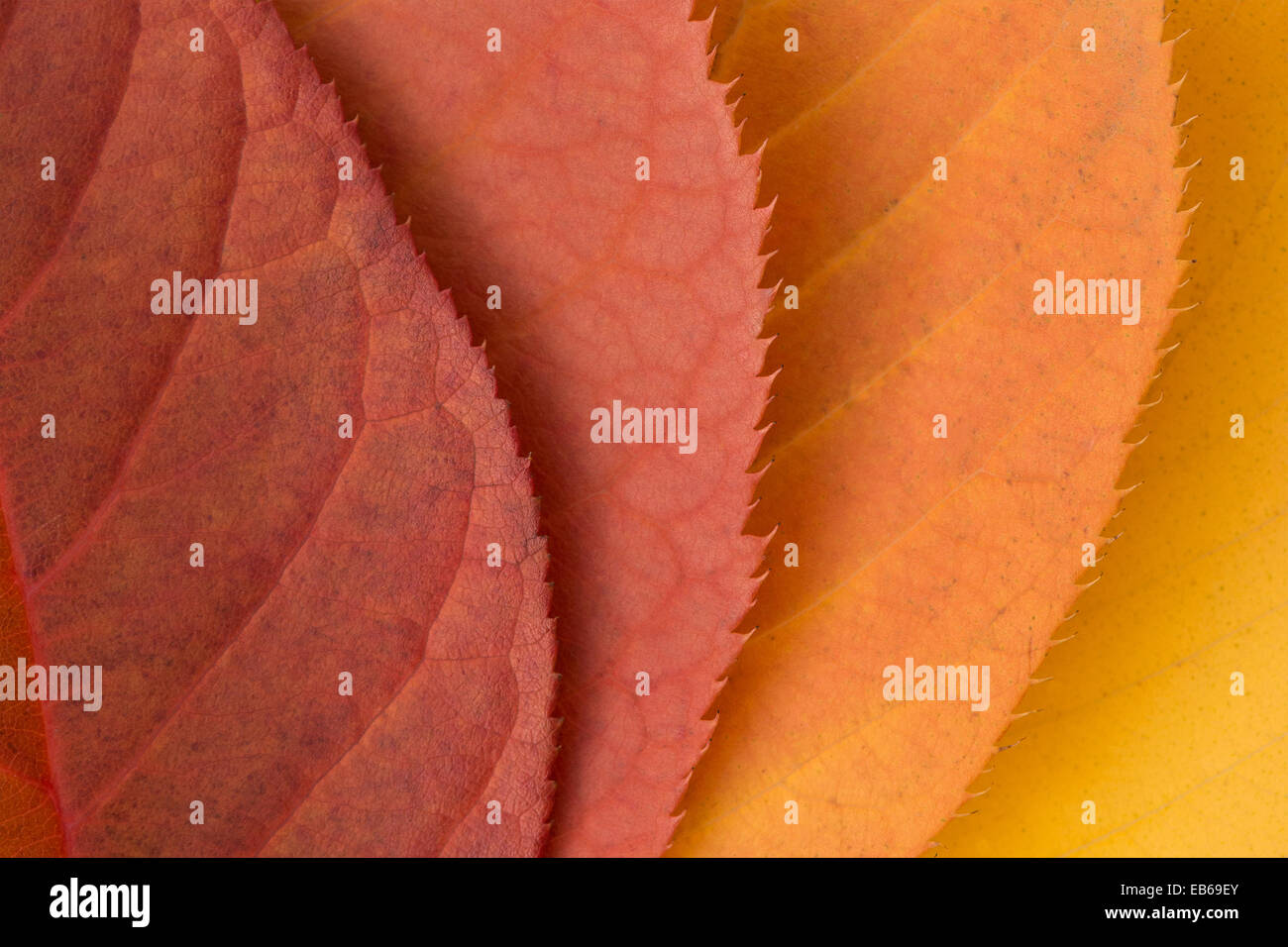 four red orange yellow autumn leaves Stock Photo - Alamy four red orange yellow autumn leaves Stock Photo - Alamy