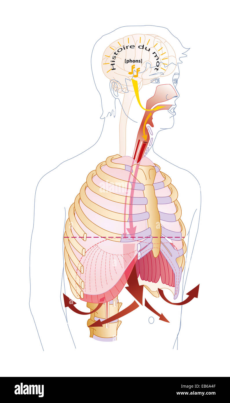 Phonation Stock Photos & Phonation Stock Images - Alamy