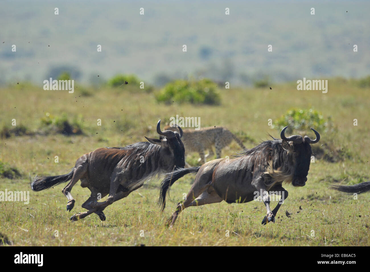 Wildebeests running away from a cheetah charging in the background in ...