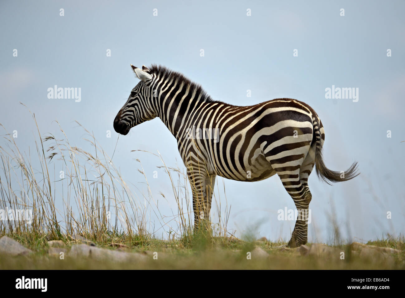 Grasses of masai hi-res stock photography and images - Alamy