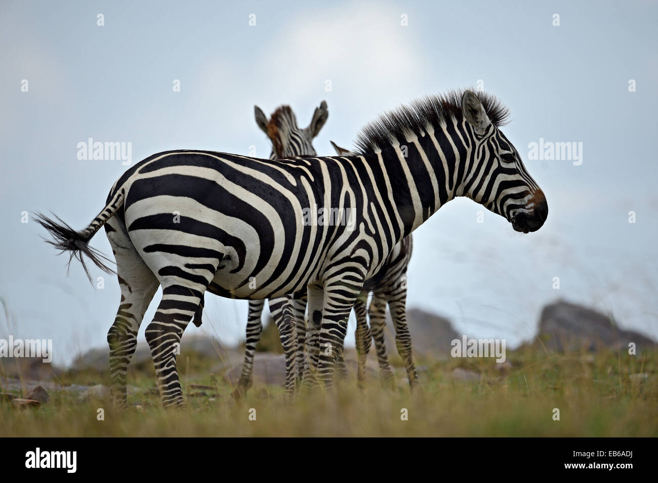 Grasses of masai hi-res stock photography and images - Alamy