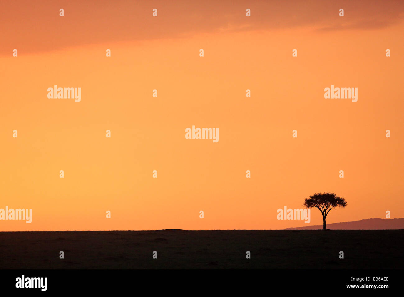 A lone tree at sunset in the Masai Mara Kenya Stock Photo - Alamy