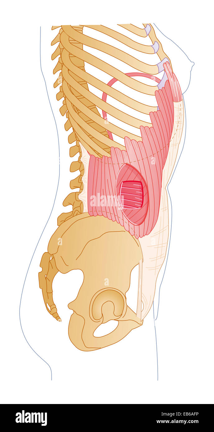 ABDOMINAL MUSCLES, DRAWING Stock Photo - Alamy