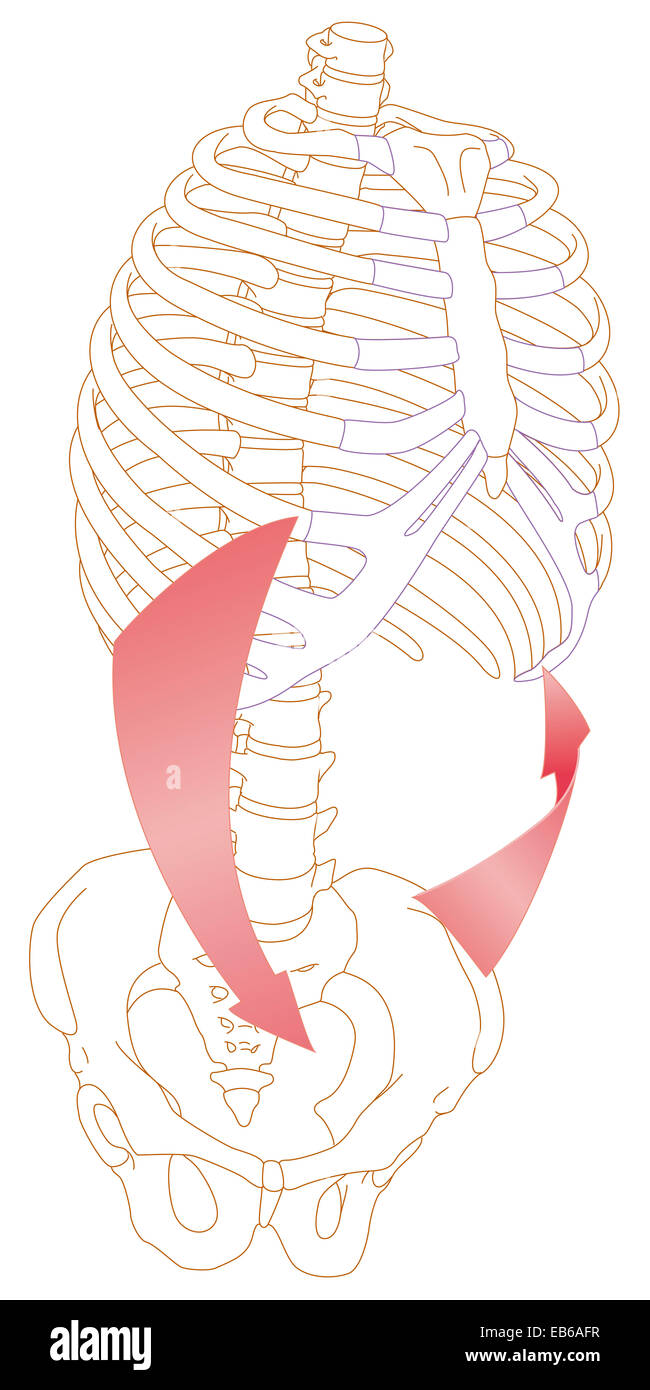 ABDOMINAL MUSCLES, DRAWING Stock Photo - Alamy