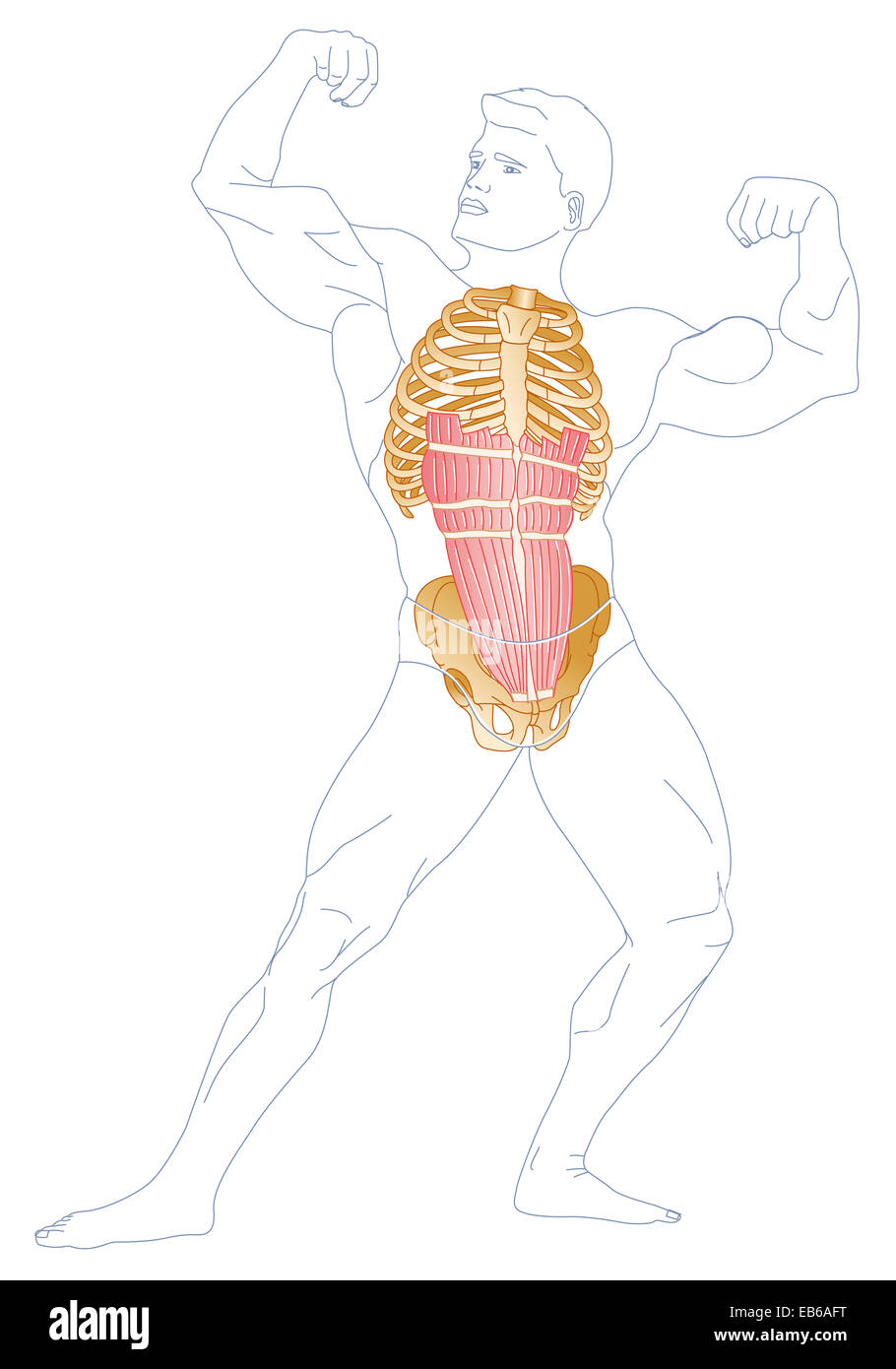 Abdominal High Resolution Stock Photography and Images - Alamy