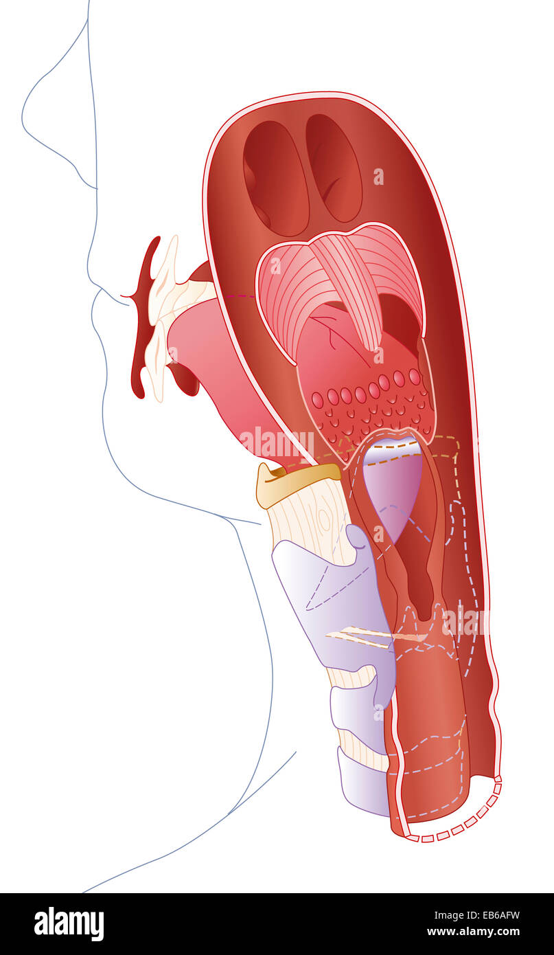 Vocal cords drawing hi-res stock photography and images - Alamy