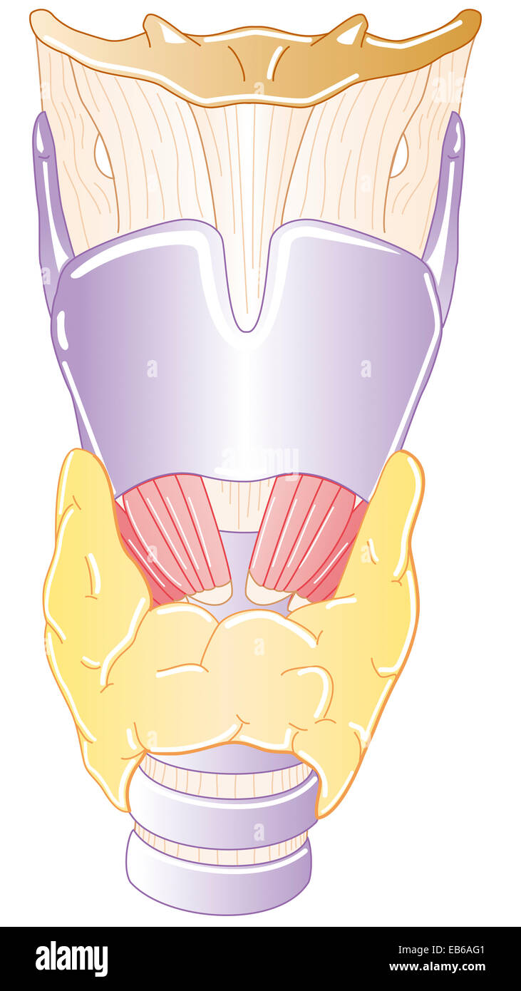 Larynx drawing hi-res stock photography and images - Alamy