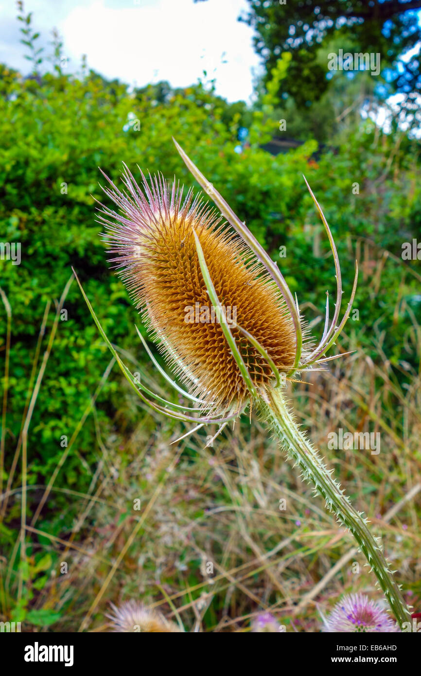 Spiky Teasel head, Dipsacus, growing in allotment Stock Photo - Alamy
