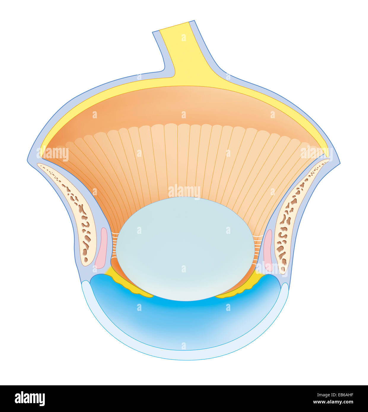 Ocular anatomy hi-res stock photography and images - Alamy