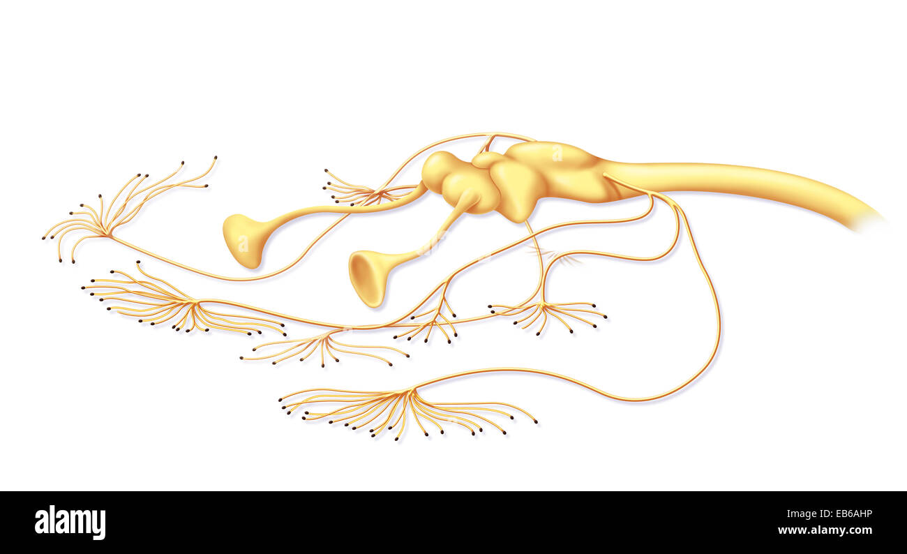 Fish anatomy art Cut Out Stock Images & Pictures - Alamy